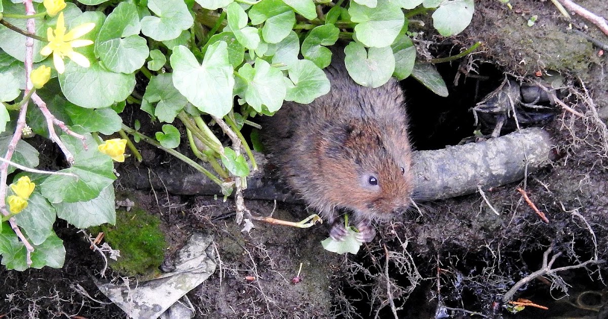 About a Brook: Burrow-based Vole