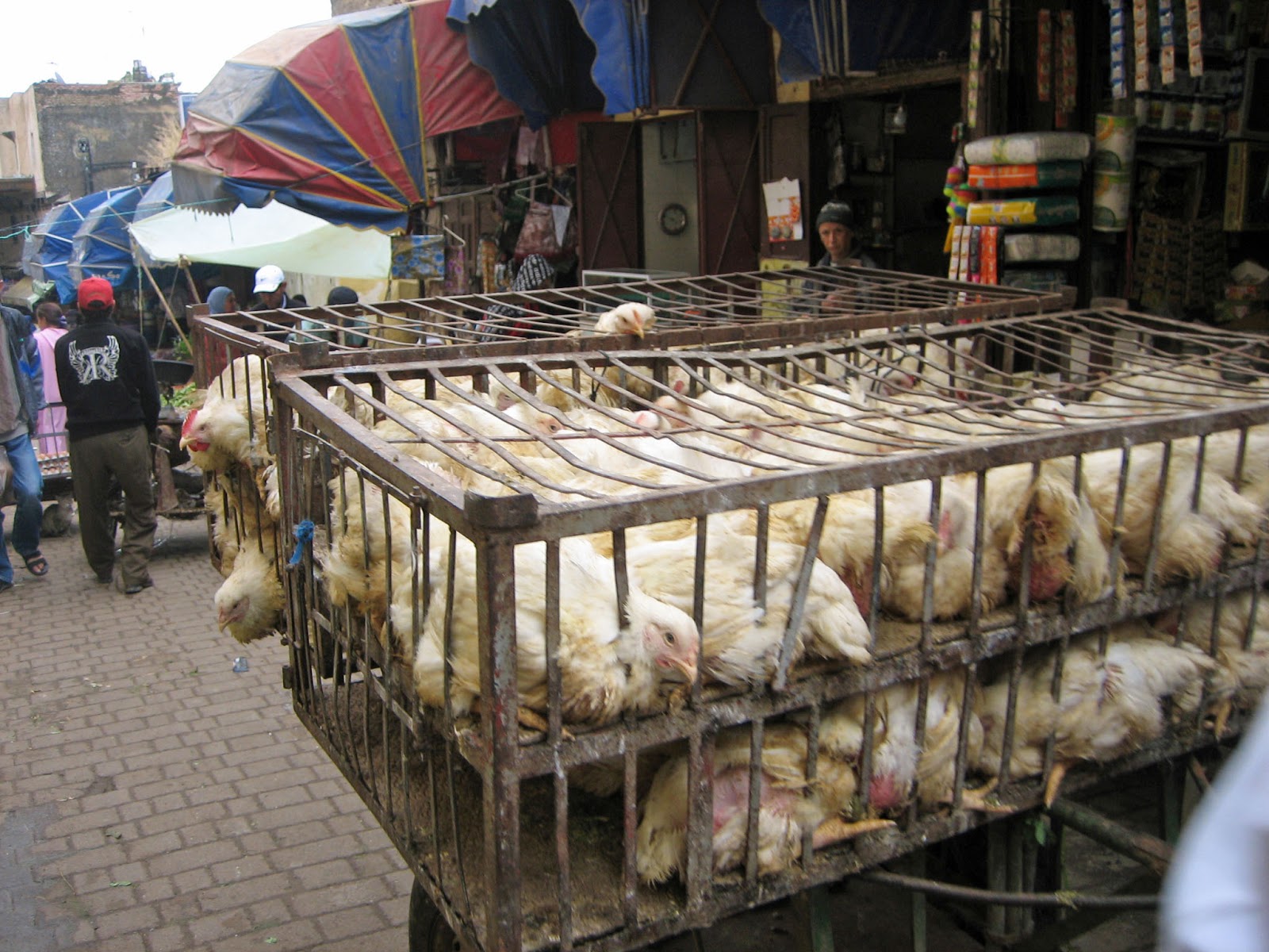 Lentil Breakdown: Animal, Vegetable, Minaret: Fez Medina, Morocco