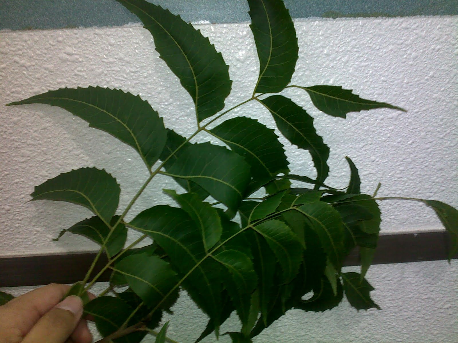 Life is Unpredictable: Misi mencari daun Mambu