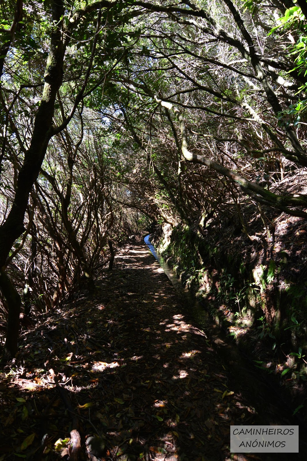 Caminheiros Anónimos Levadas da Madeira : Levada Grande (Achadas da Cruz)