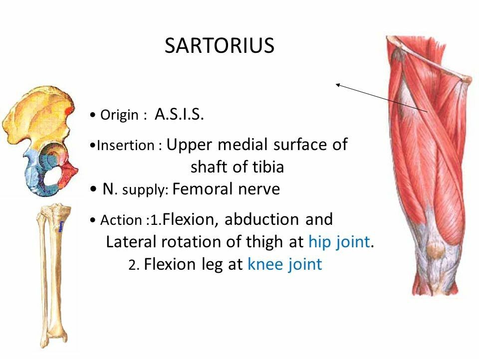 Sartorius Muscle Pain