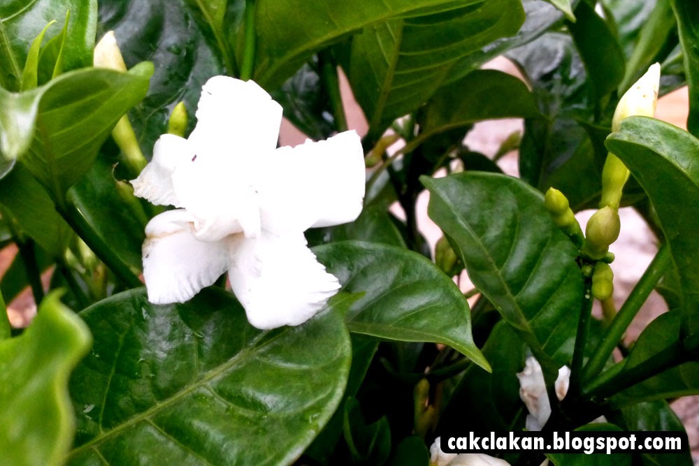 Cakclakan: Gardenia yang kembangnya wangi dan daunnya kerap mengkilap