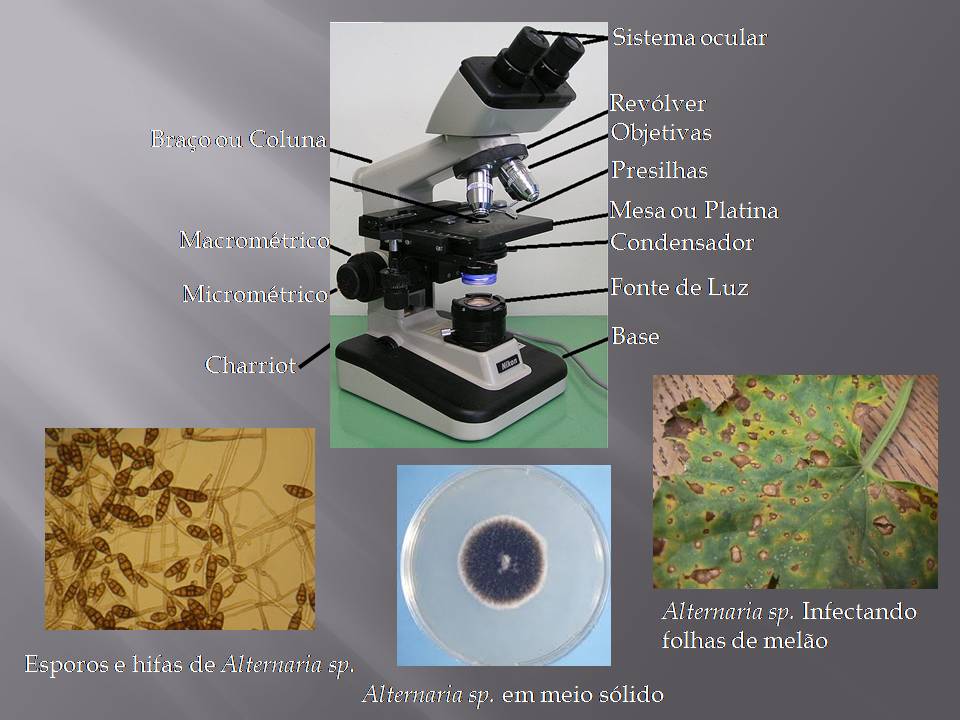 LFN321: Aula 1 Prática - Microscopia de Luz