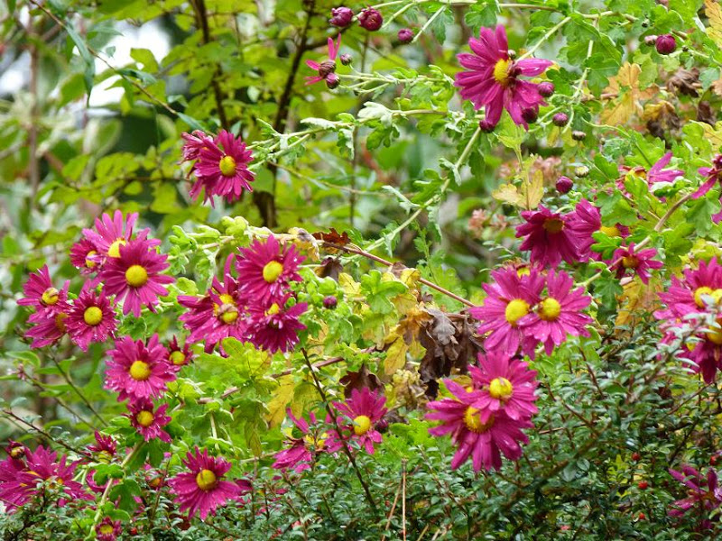Les Pins Noirs: Acer Hersii, Cornus kousa "Great Star" ou Viburnum "Huron"