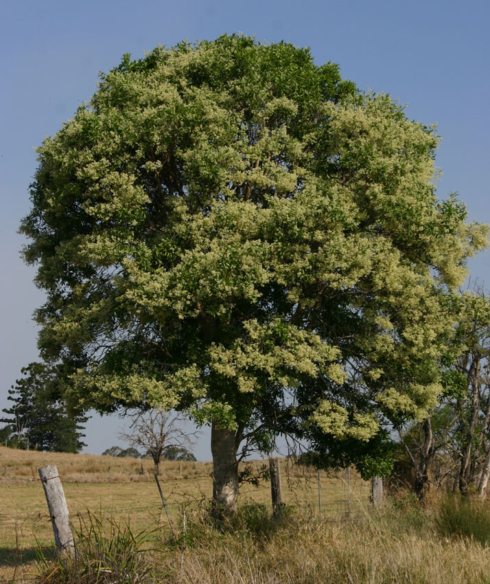 Toowoomba Plants: Scrub Whitewood