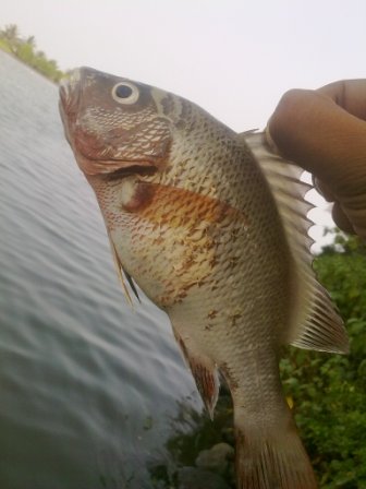Uncal plung-nyot di Muara Congot Jangkaran Temon (Ayo Memancing IX ...