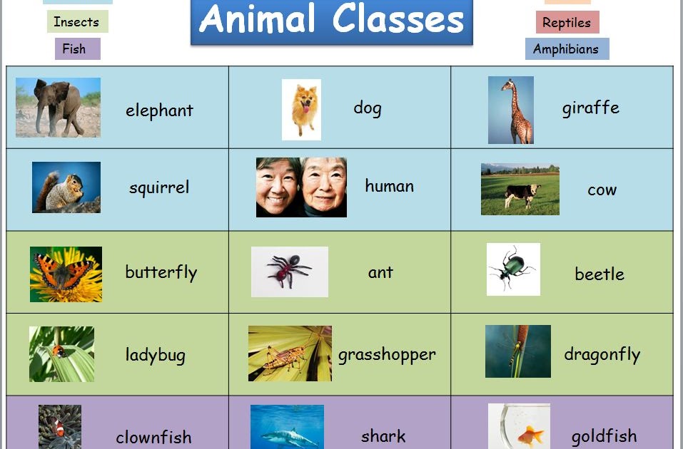 Animal Classification Chart For Kids Printable