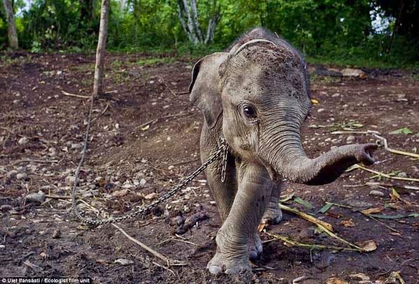 Jesús Te Ama: El Elefante Encadenado