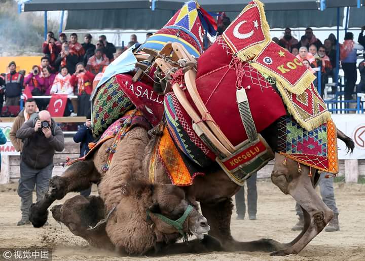 Check out pictures from camel fight festival that holds in Turkey ...