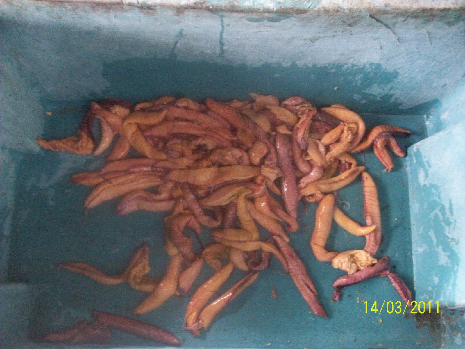 Dewi Ikan: PENGOLAHAN BAKASANG TELUR CAKALANG