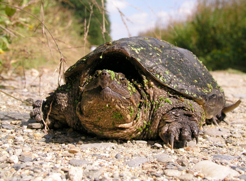 Worlds Largest Alligator Snapping Turtle Tennessee Aquarium