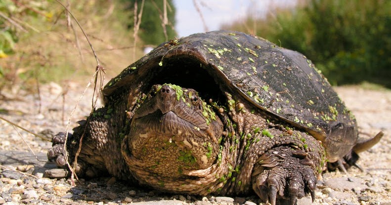 Alligator Snapping Turtle | The Biggest Animals Kingdom