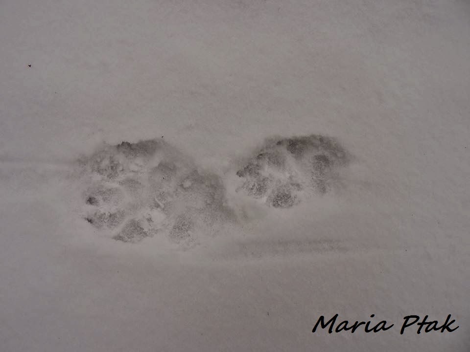 Łemkowyna, na Beskidzie Niskim: Tropy zwierząt