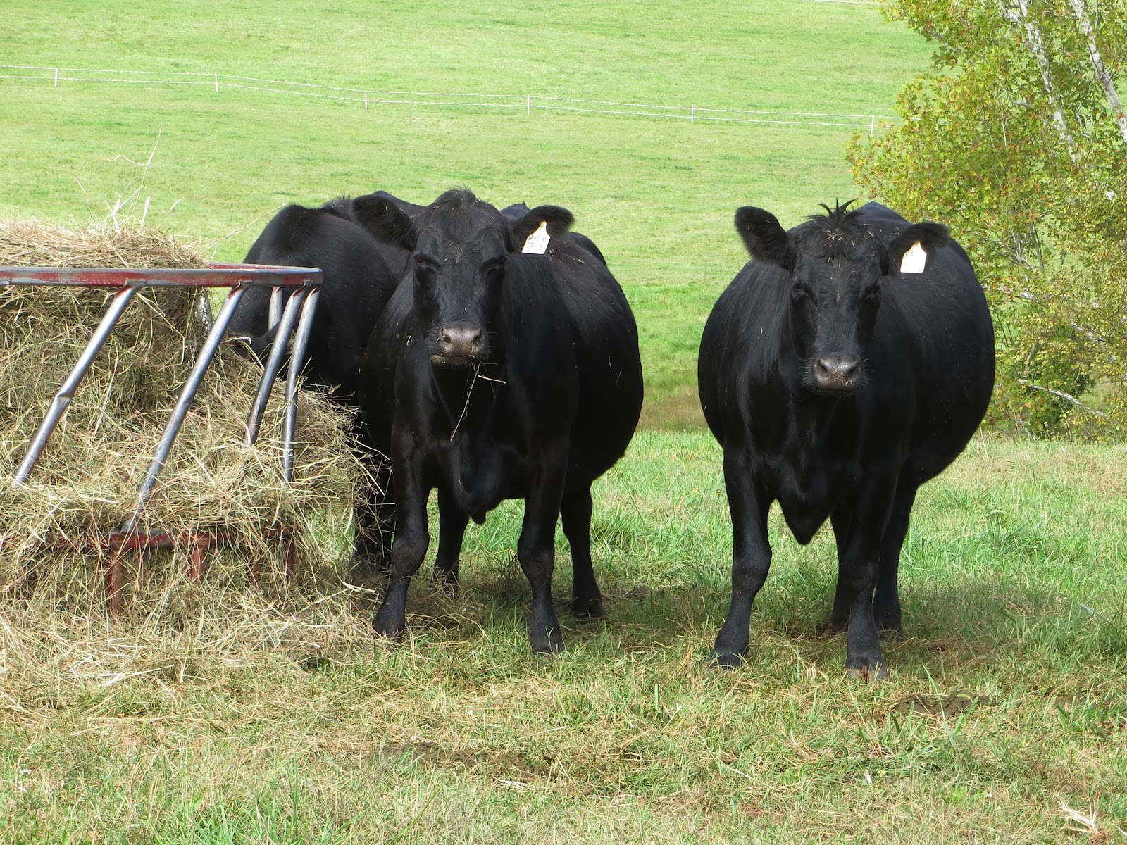 Lowfields Farm: Special Project: Hay Barn Signage