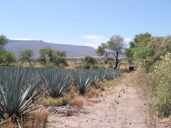Ecoturismo en México, arte y cultura: Atotonilco el alto, Jalisco