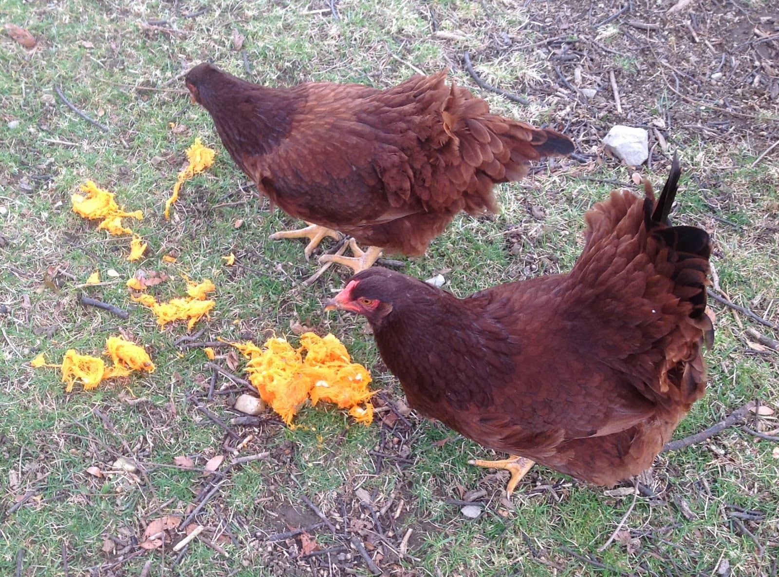 Ewe Chicks and a Llama: November 2013
