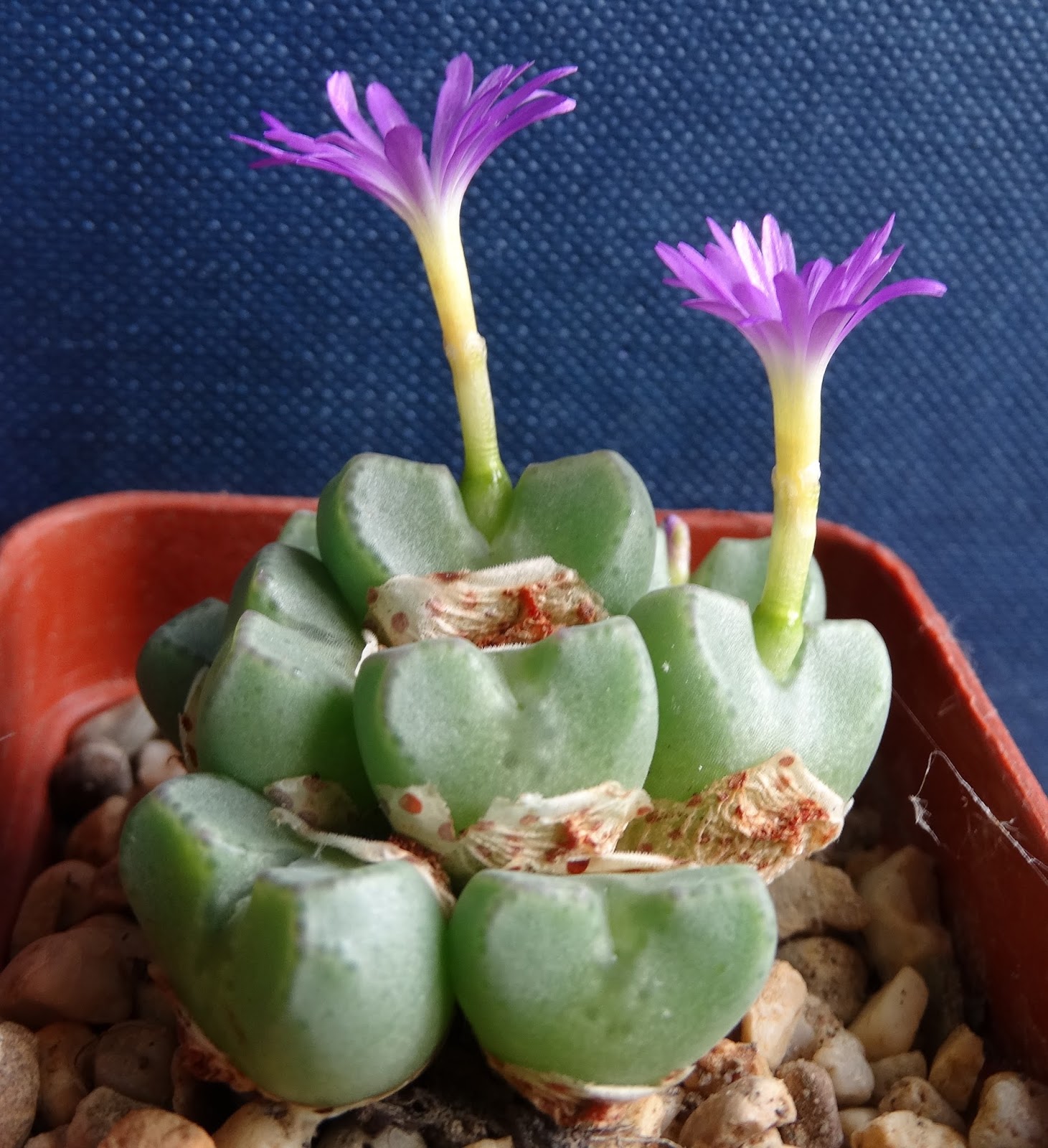 Succulent Sundae: CONOPHYTUM BICARINATUM