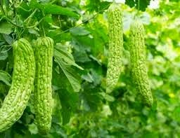 Maanfaat Khasiat Pare untuk Kesehatan Tubuh