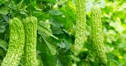 Maanfaat Khasiat Pare untuk Kesehatan Tubuh