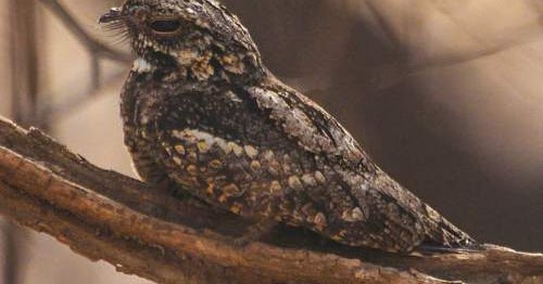 Jungle nightjar | Birds of India | Bird World