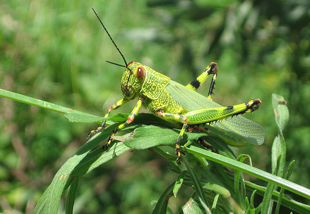 Somewhere only we know: animales verdes