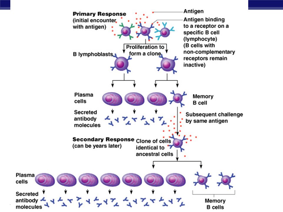 Senior Biology: Antibodies