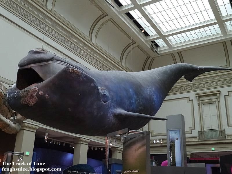 National Museum of Natural History - Ocean Hall | The Track of Time