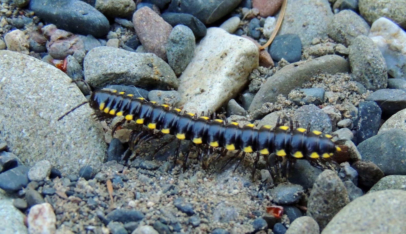 goin' RV Boondocking: Into Oregon... and a Glorious Roadside that ...