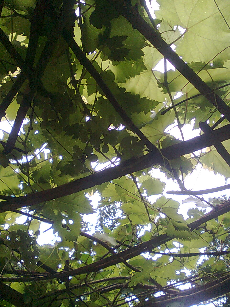 GRAPE GARDENING AT TERRACE