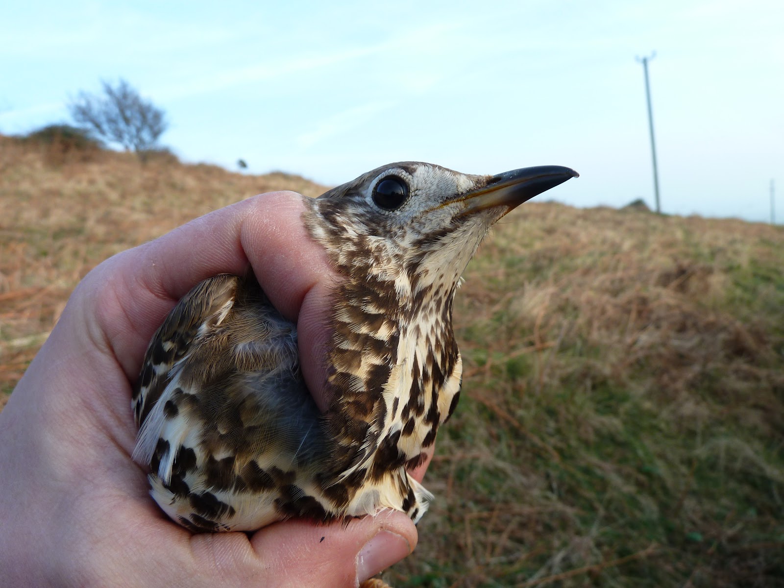We Bird North Wales: GOBO in the making