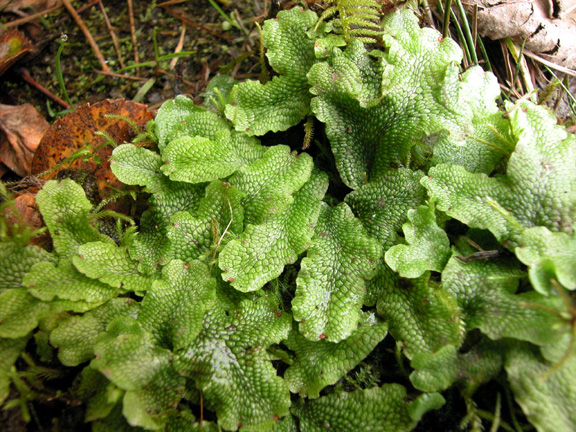 Moss Notes: A BIG Liverwort