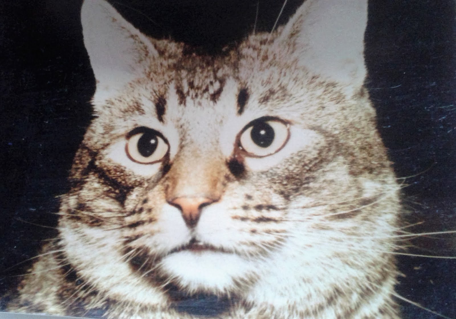 Joka päivä sunnuntai! Avec Sunday St. Sin: Puppe forever- Sunday ja ...