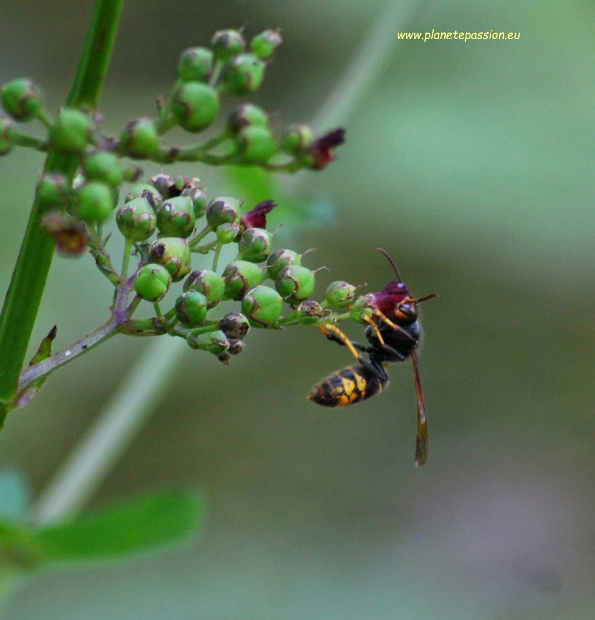 French wildlife and beekeeping: An Aesculapian snake fell in the river ...