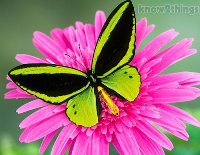 Top 10 Most Beautiful Butterflies | Everything You Know
