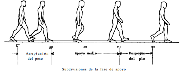 FISIOTERAPIA: LA MARCHA O DEAMBULACIÓN