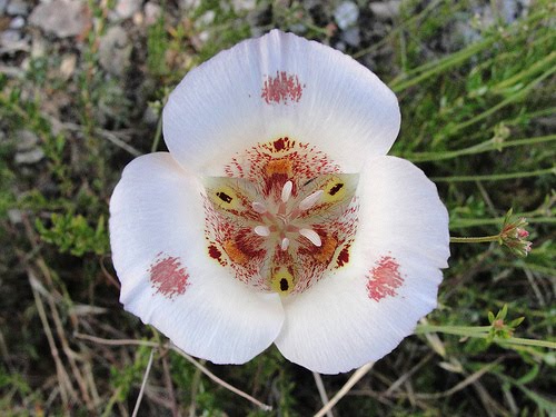 The beautiful building: 10 Beautiful But Rare Three-petal Flowers