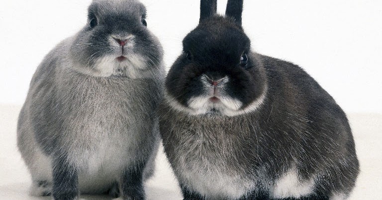 RUMAH KELINCI MUNTILAN: SERU! FAKTA MENARIK SEPUTAR KELINCI MINI ...