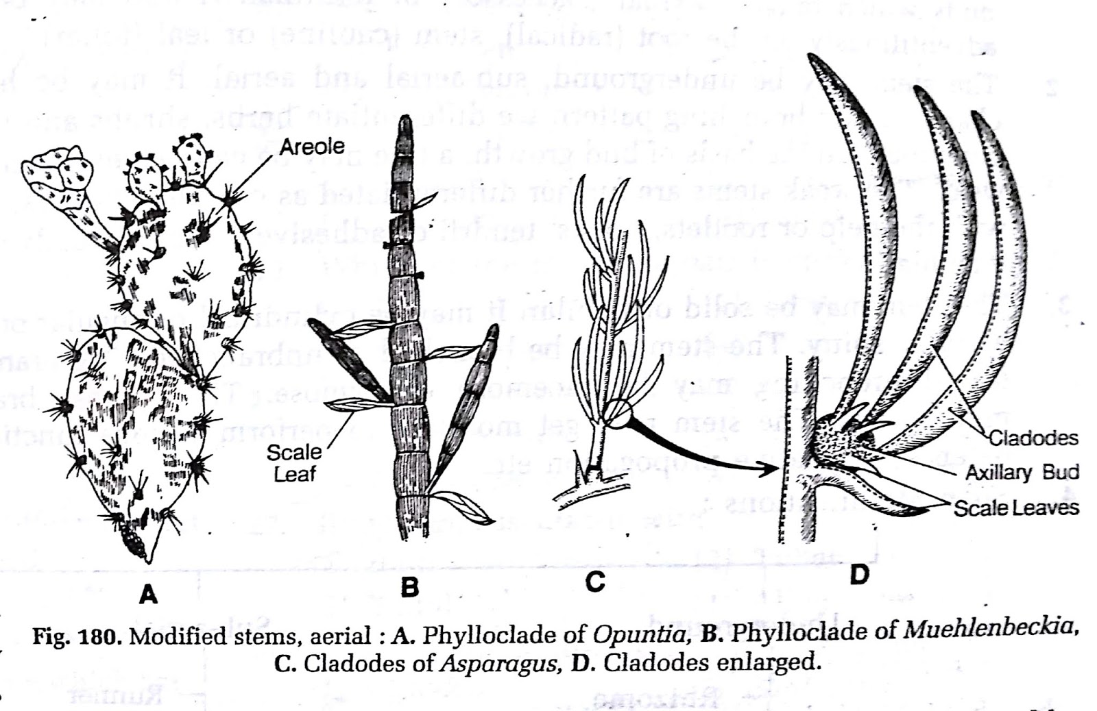Botanica: MORPHOLOGY OF STEM