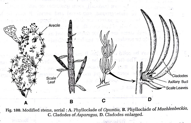 Botanica: MORPHOLOGY OF STEM