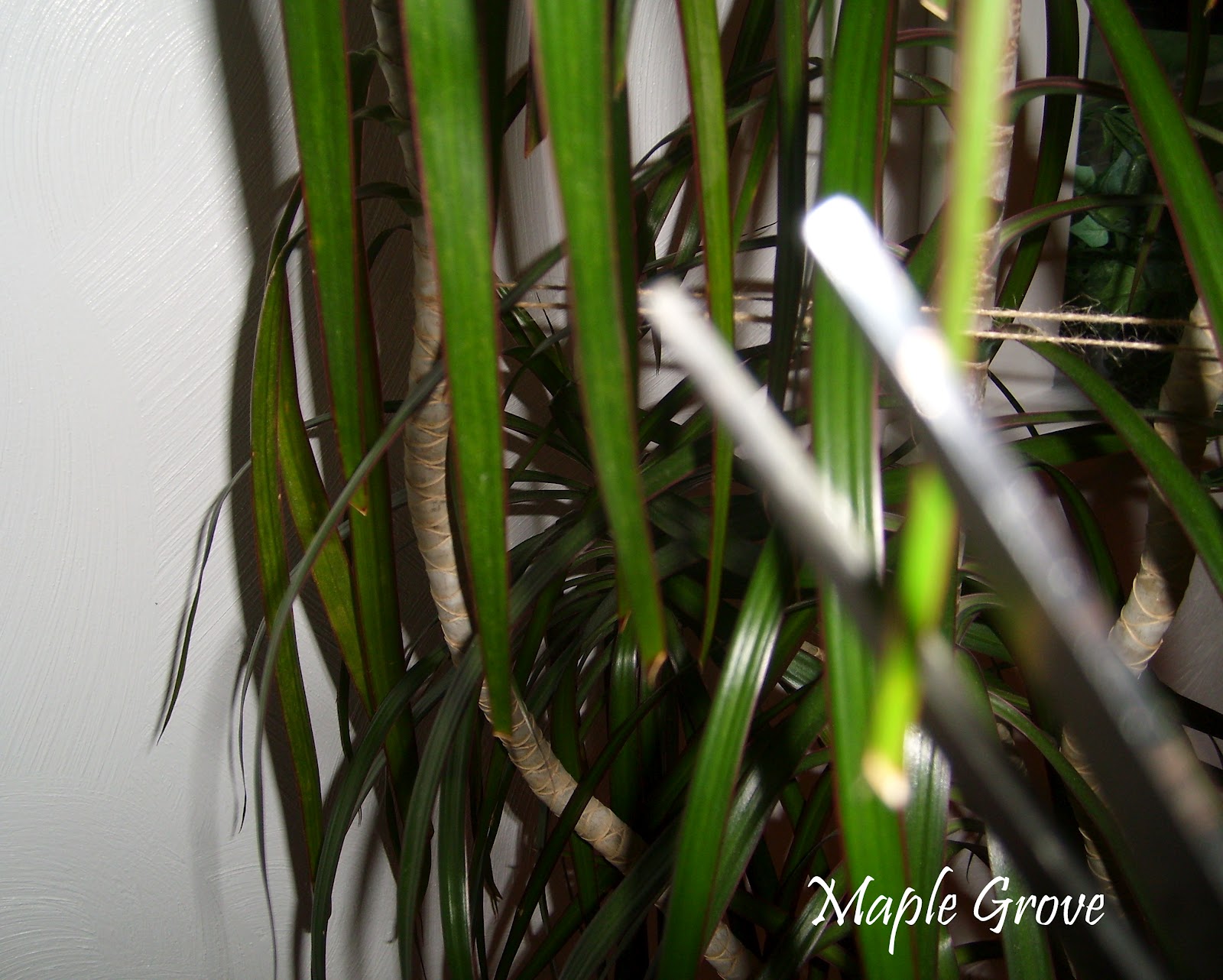 Maple Grove: Houseplant Makeover