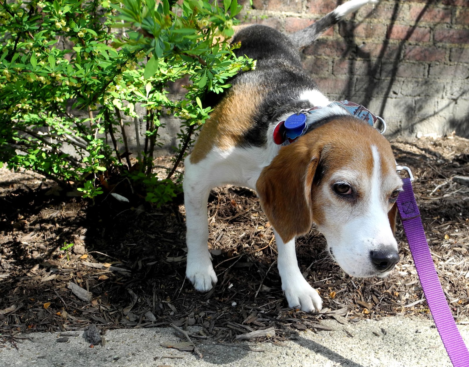 One Girl and One Beagle's Scheibler Treasure Hunt: 225 - 233 Hay Street ...