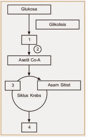 BIOLOGI GONZAGA: TRY OUT 09 BIOLOGI UN 2015