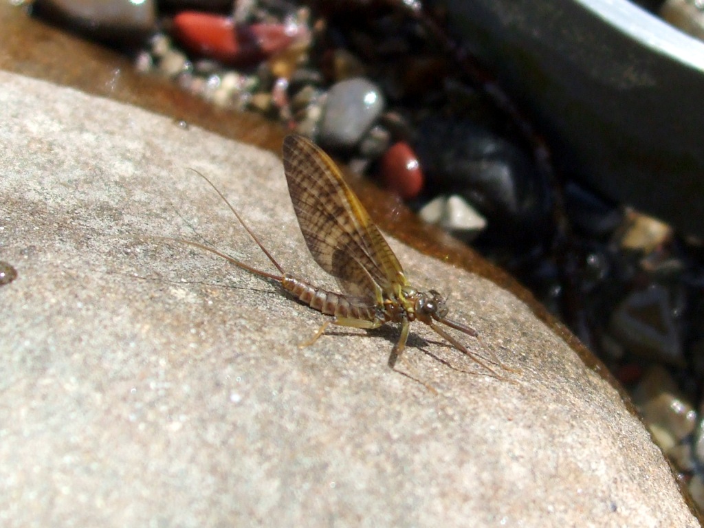 A pelo y pluma-- Flyfishing blog: marzo 2011