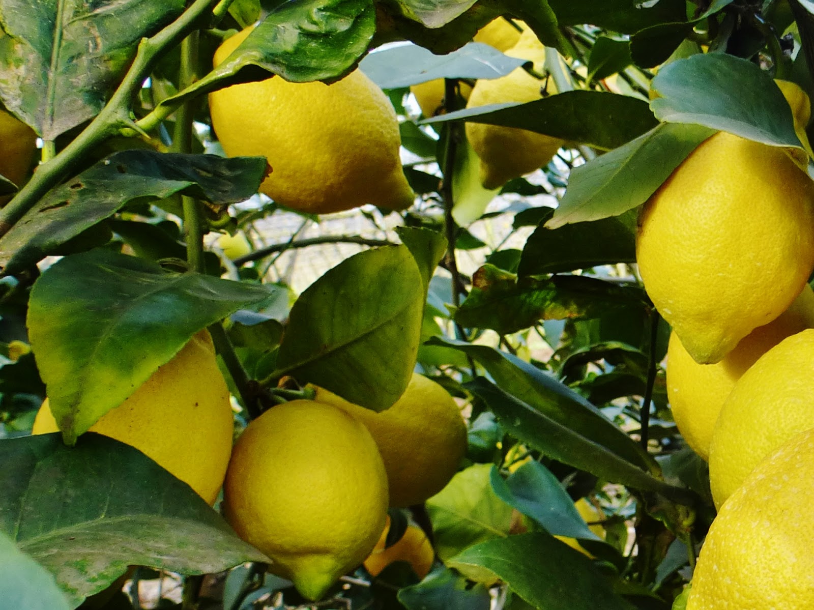 VITO VITELLI agronomo: LIMONE “VERNA” (Citrus limon). IL LIMONE DELL'ESTATE