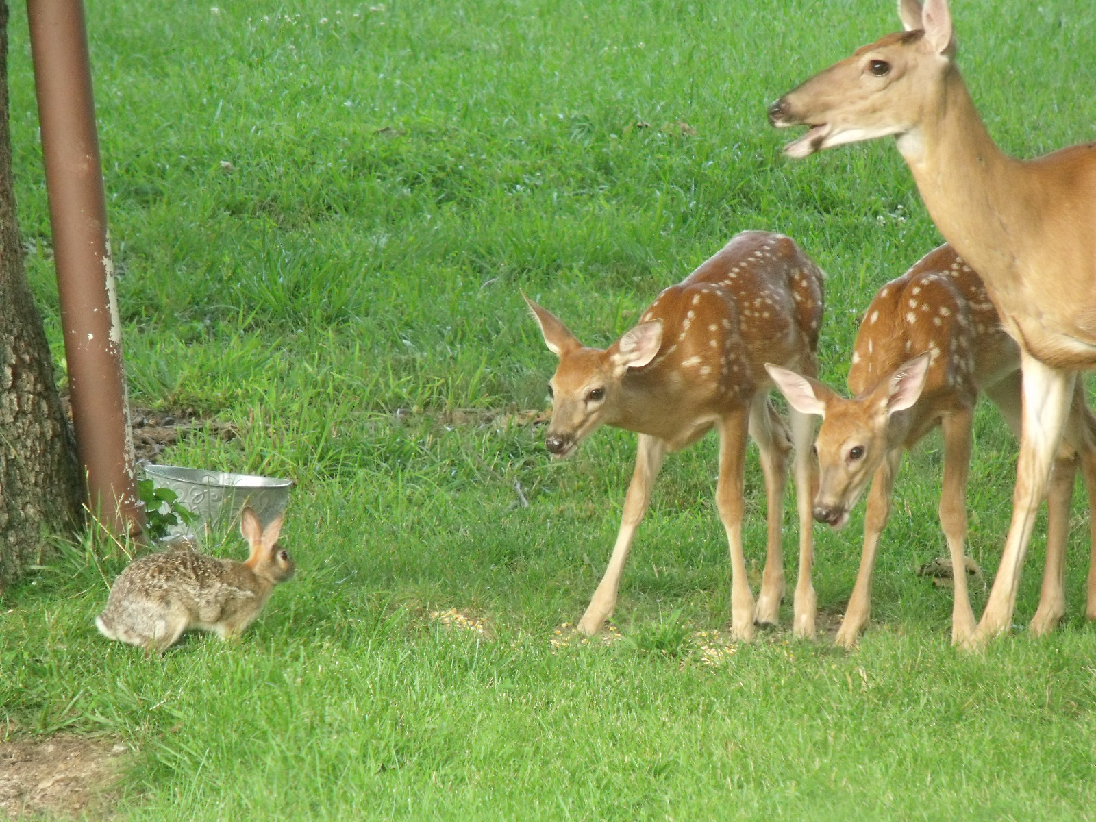Pink Daisys Blog: Baby Deer, A Bunny, A crazy Squirrel and Poor Sampson