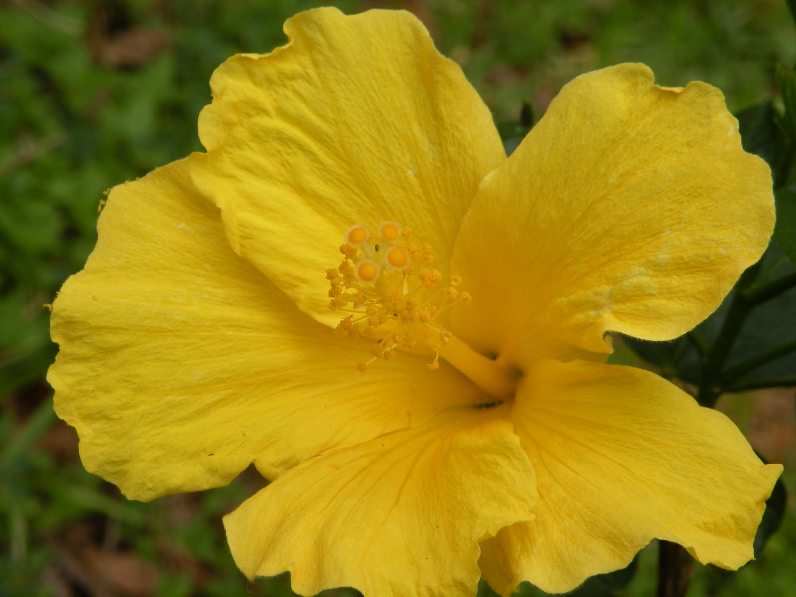 Mary's Louisiana Garden: April 2011