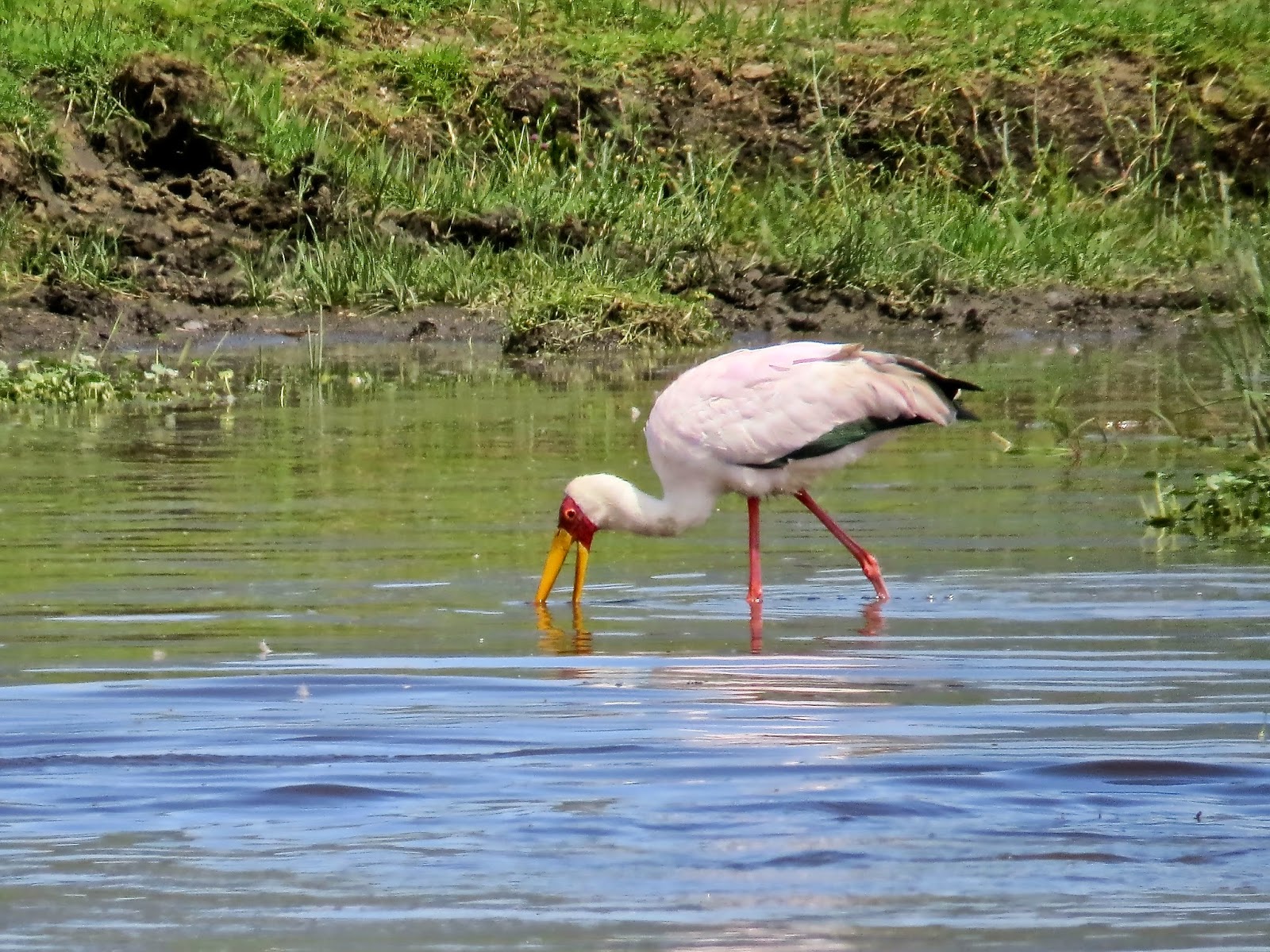 Garden Diary: Tanzania XI. Birds from Ngorongoro Crater Area.
