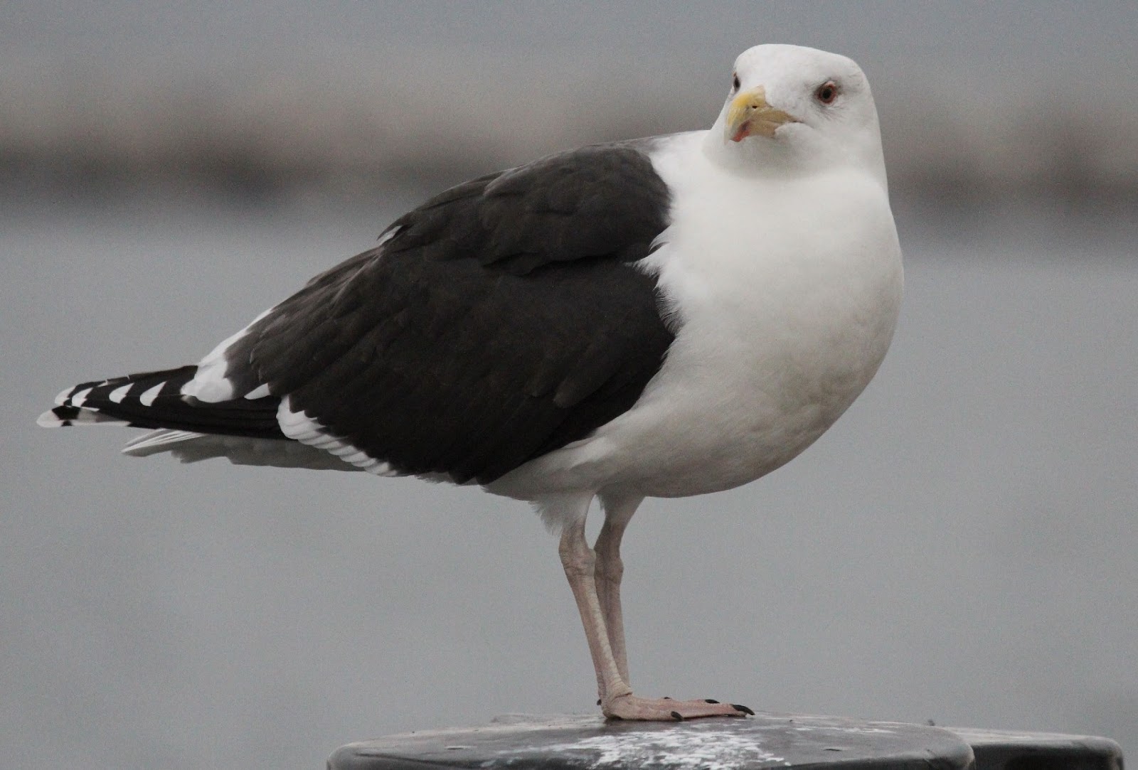New England Coastal Birds: "Three Days of Winter Seabirding on Cape Cod ...