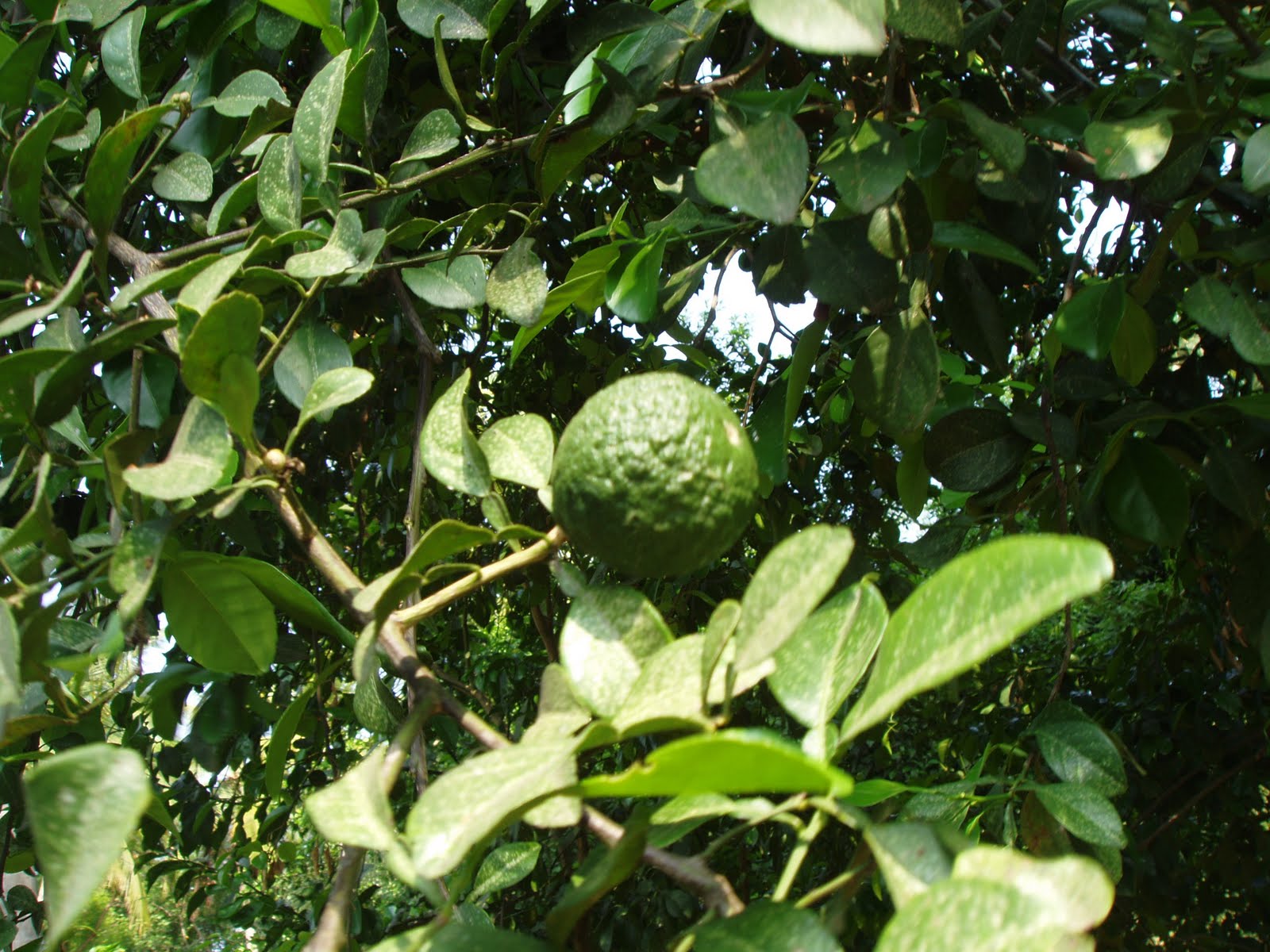Recipes and their stories from my kitchen: Narthelai podi (vepilai katti)