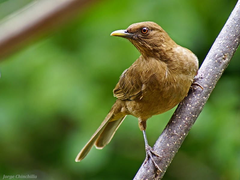 Bellas Aves de El Salvador: Turdus grayi (chonte o senzontle) Residente